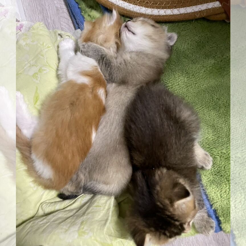 Шотландский вислоухий короткошёрстный котёнок