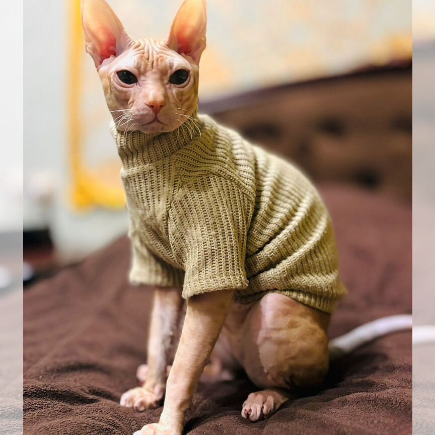 Донской сфинкс, взрослый кот