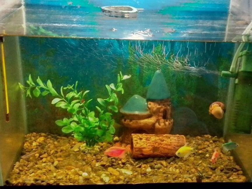 Аквариум с рыбками