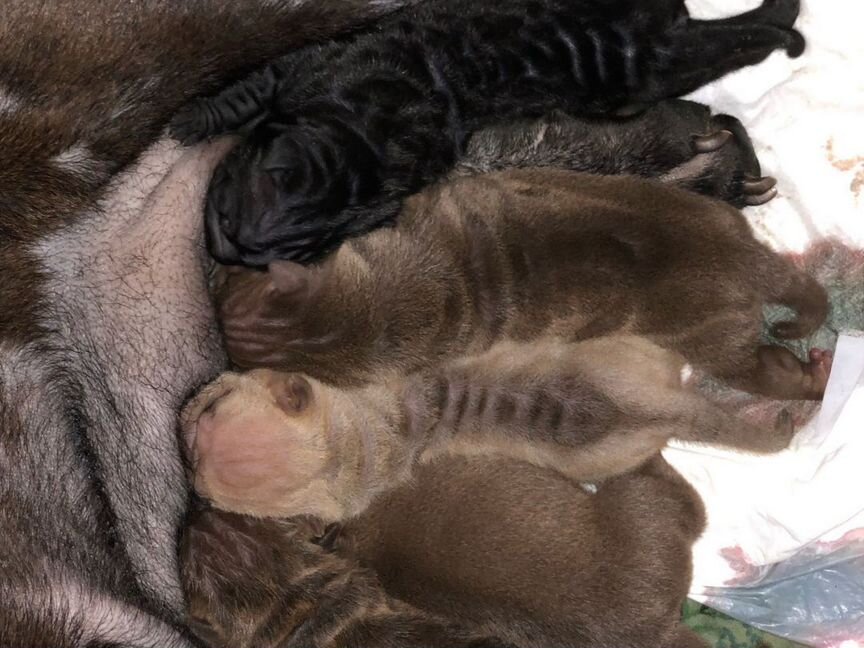 Щенки шарпея