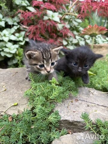 Бесплатно Вислоухие котятки которые скрасят жизнь