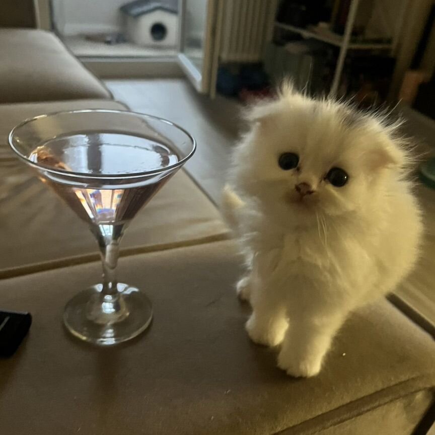 Шотландский вислоухий длинношёрстный котёнок