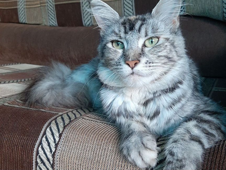 Котятки малыши