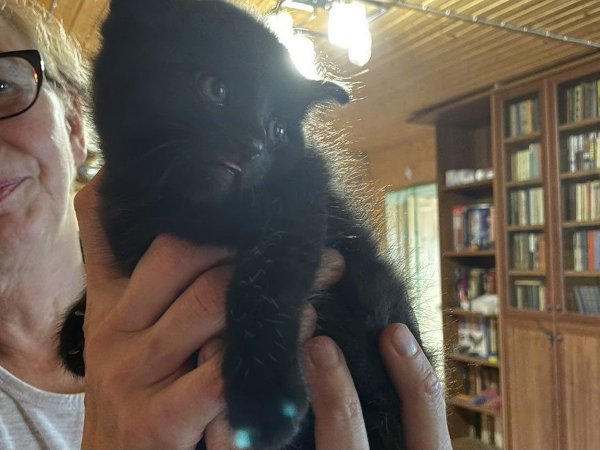 Котенок мальчик ищет дом