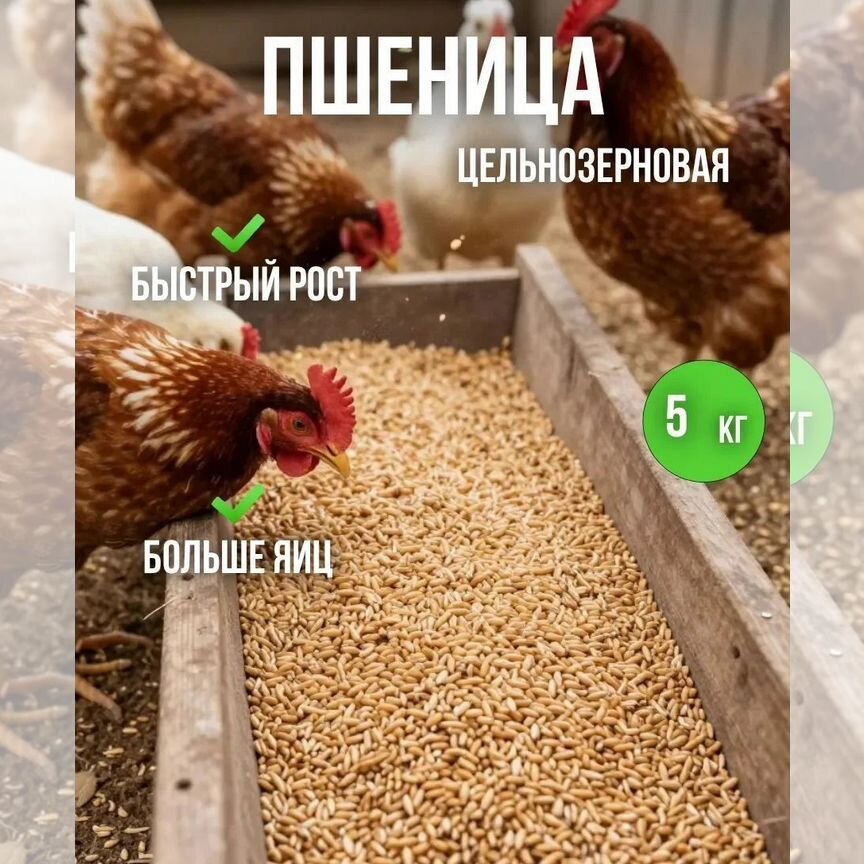 Пшеница кормовая привезу