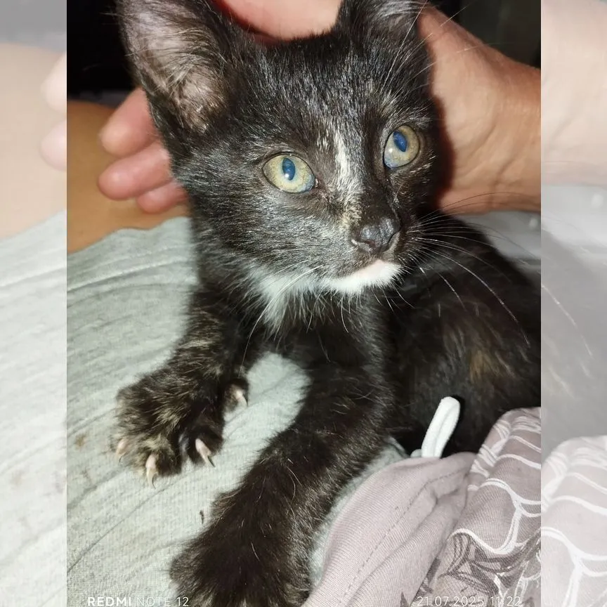 Черный котенок в добрые руки