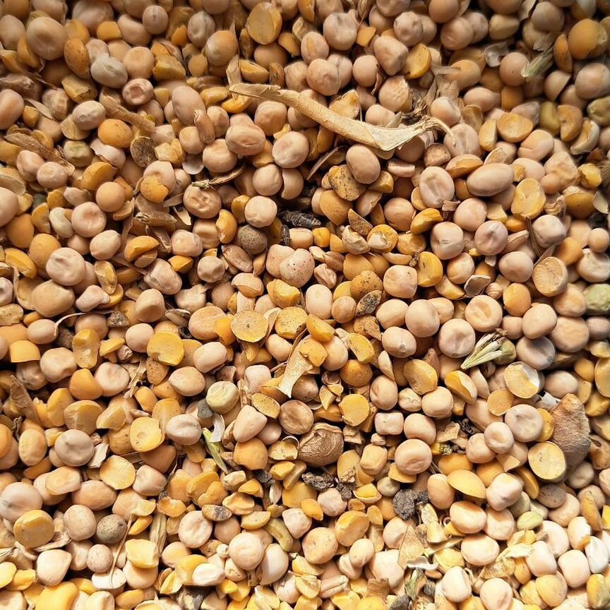 Горох кормовой 18