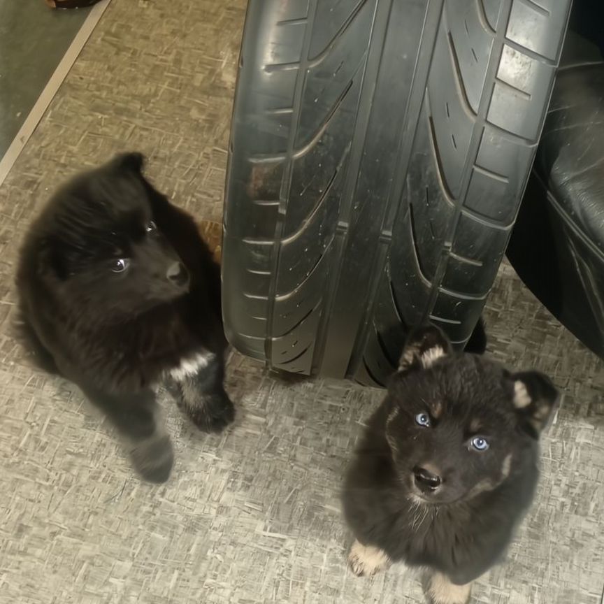 Алано, щенок