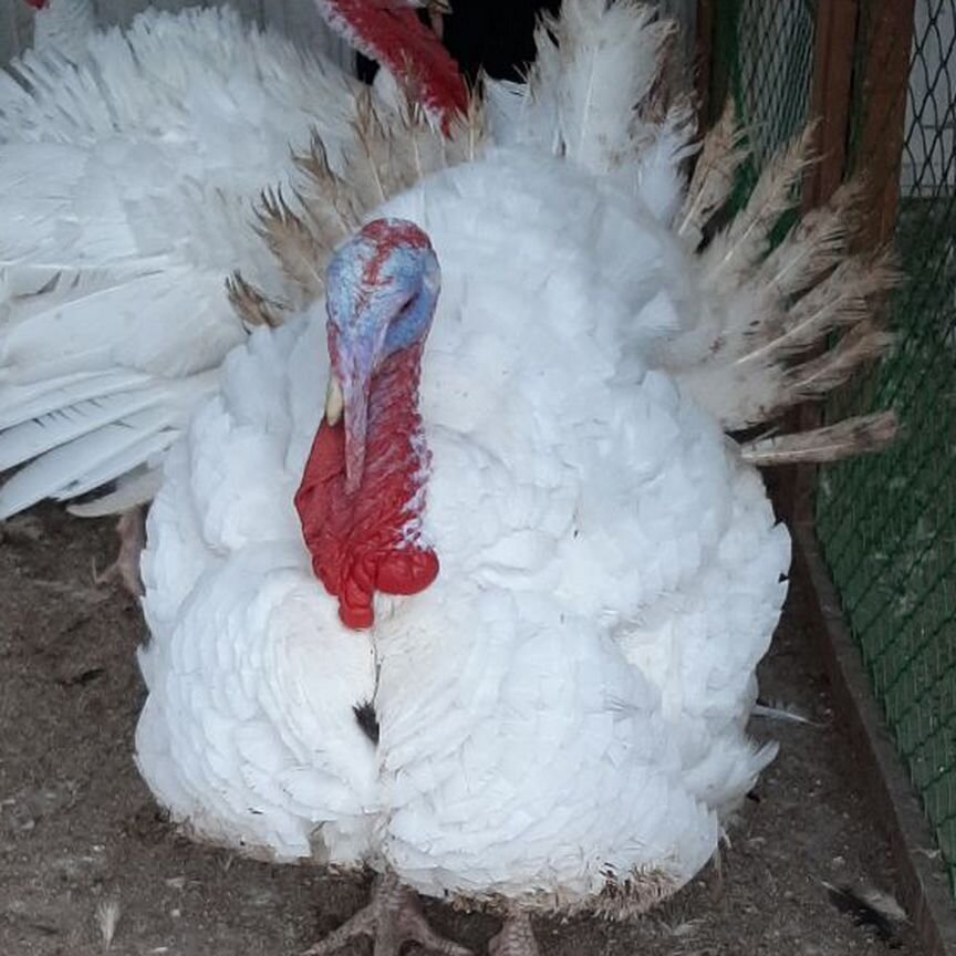 Индюшата хайбрид конвертер Россия