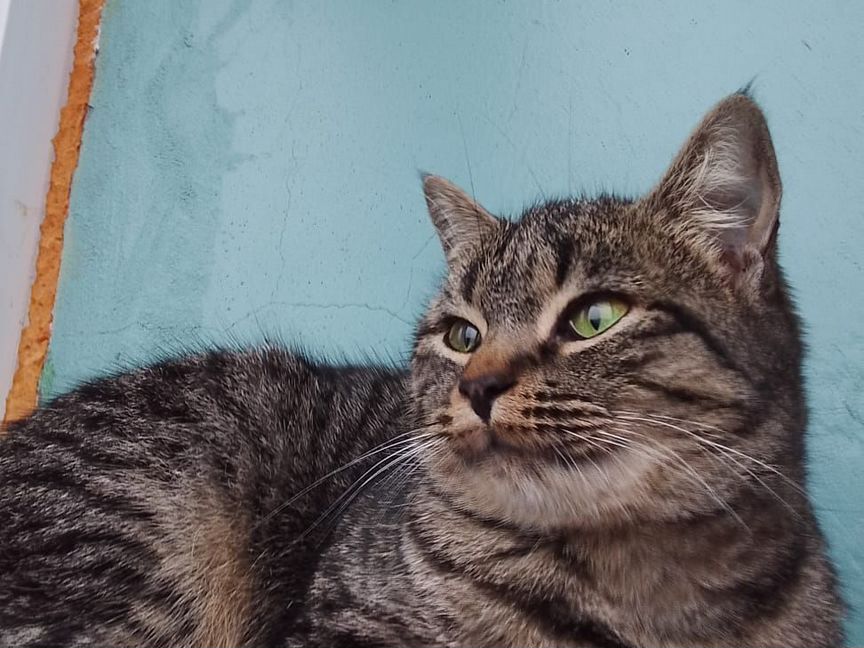 Ждёт добрые руки