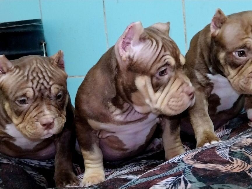 Американская булли. Крови Veneno