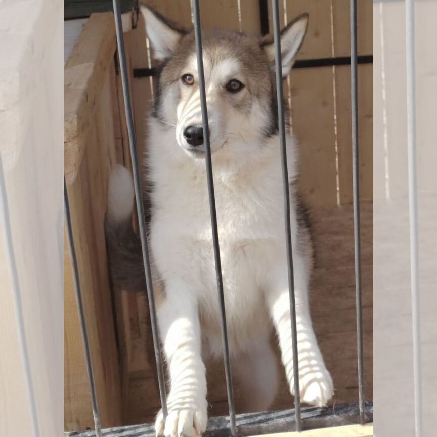 Собака стерилизованная в добрые руки