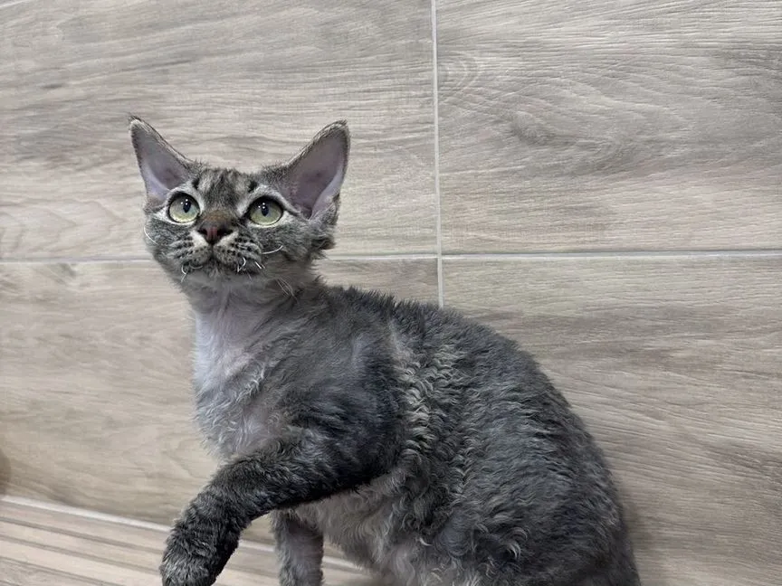 Котята девон-рекс