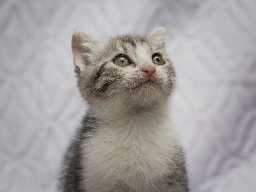 Кошечка ищет дом