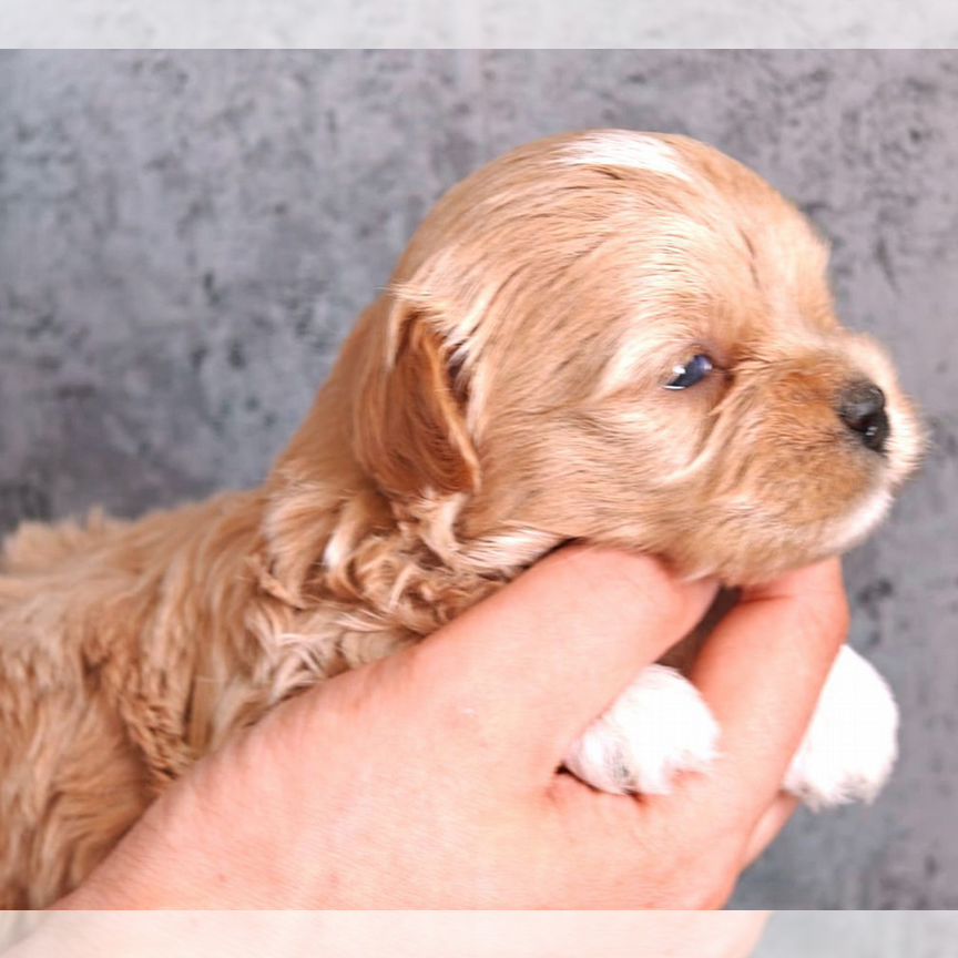 Мальтипу f1 мини/ Мальтипу мини/ Корея