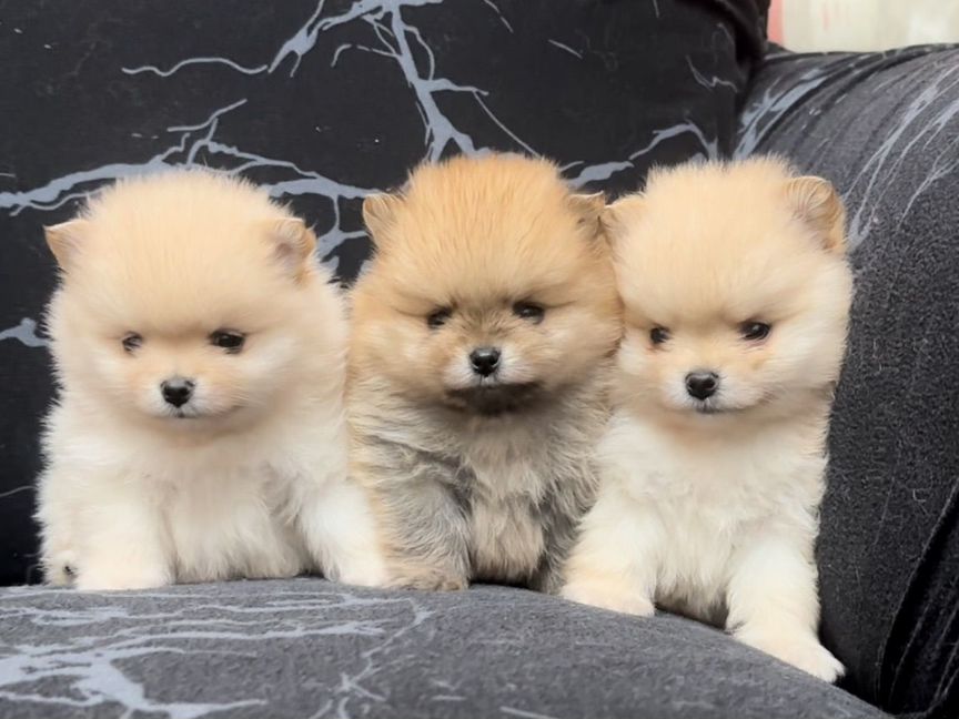 Рыжий мальчик и девочки шпиц