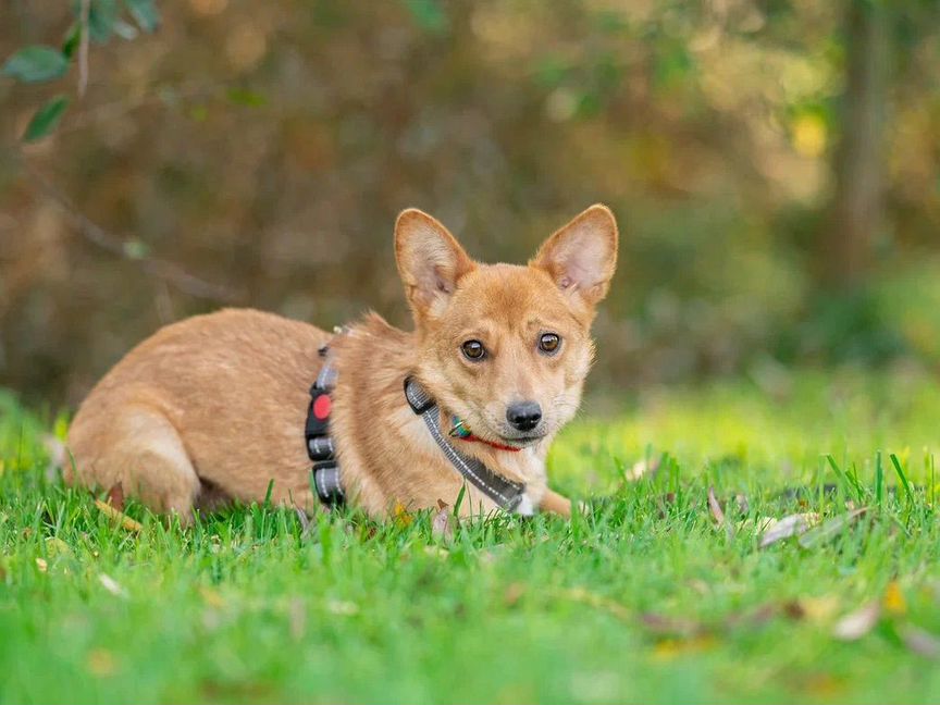 Маленькая собачка Санта 2 года ищет дом