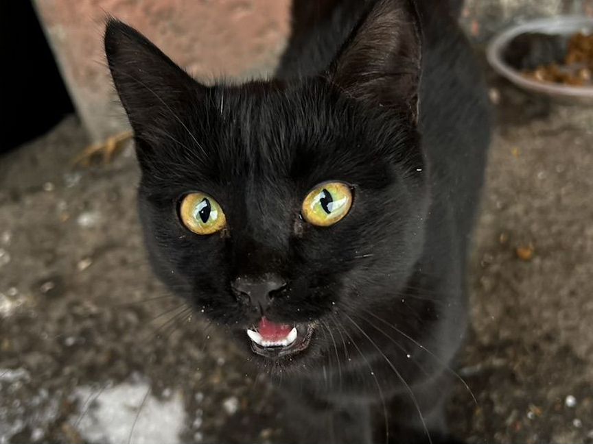 Бусинка ищет дом