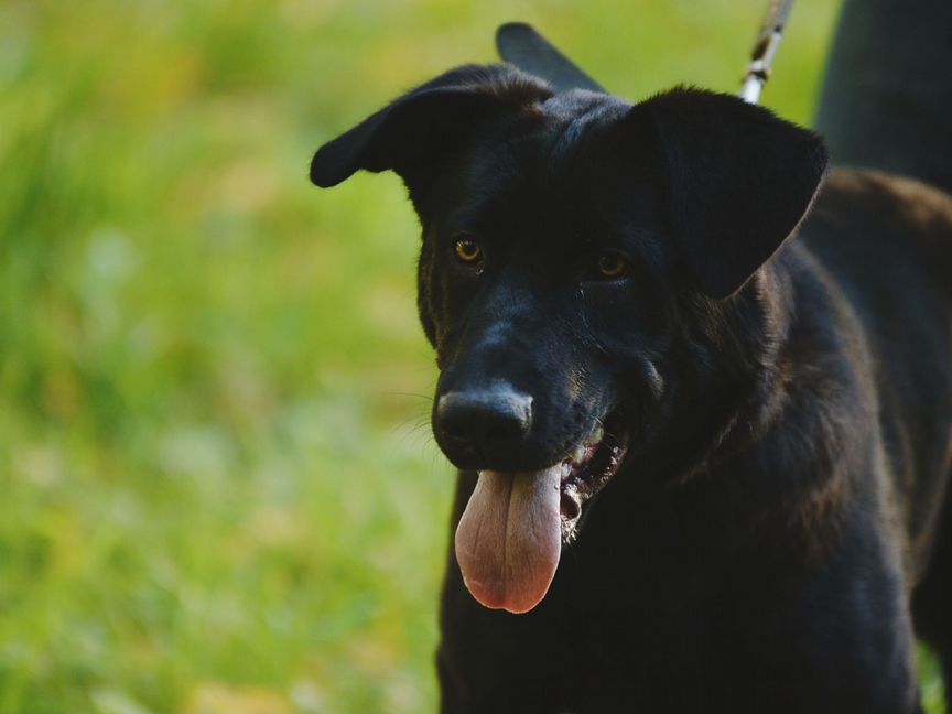 Шоколадный Грей (приют) в добрые руки