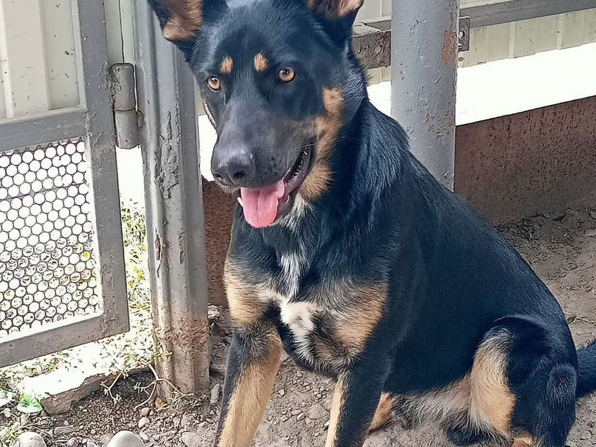 Вязка собаки овчарки