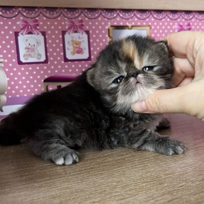 С огоньком персидская малышка