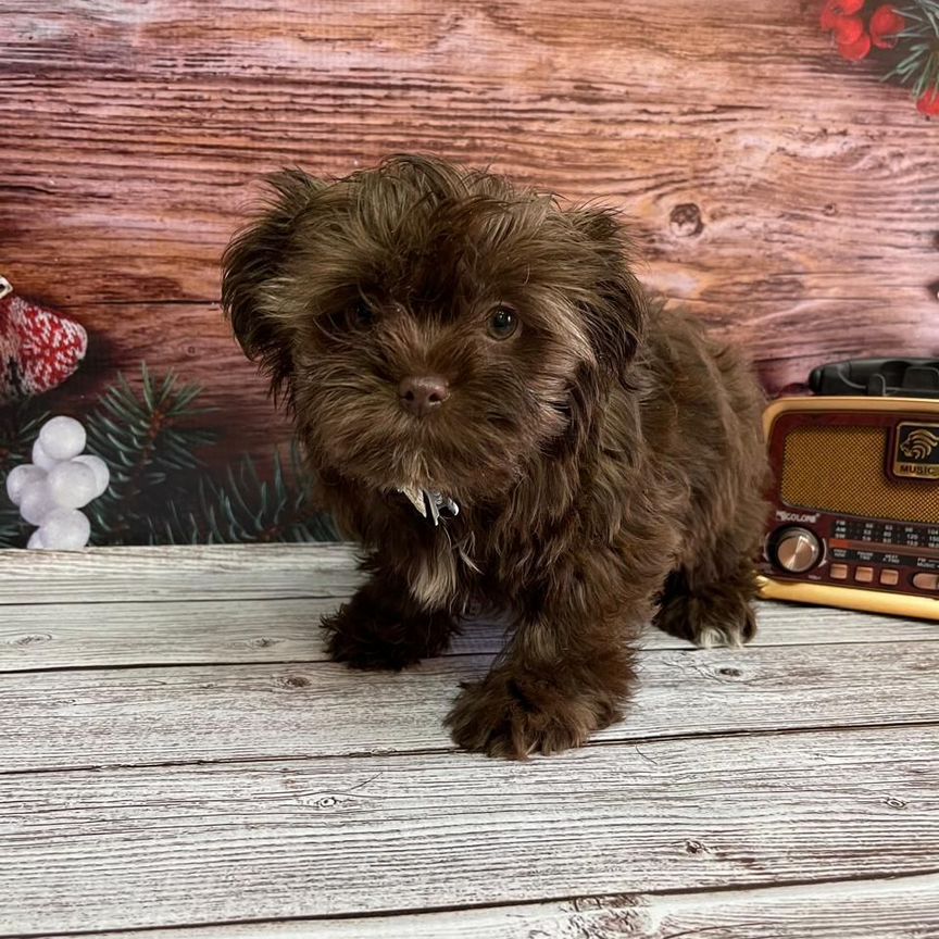 Мальчик Шон