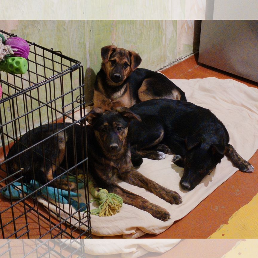 Щенок в добрые руки