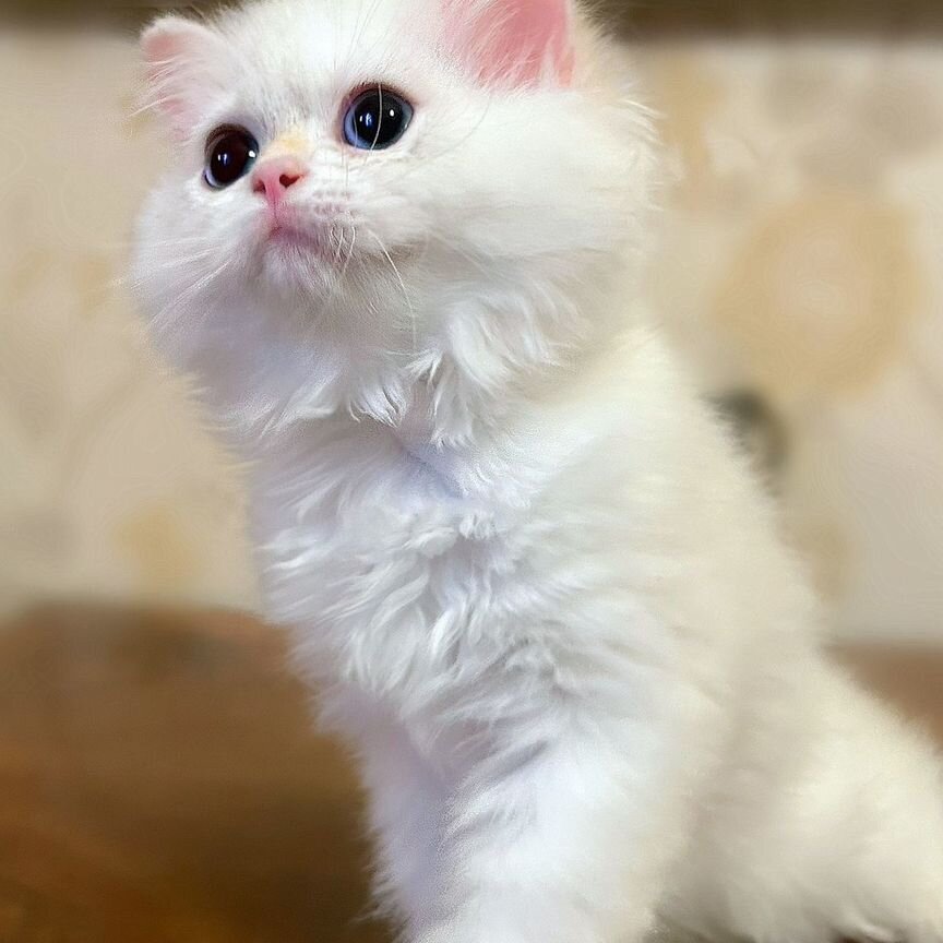 Кошка только в разведение