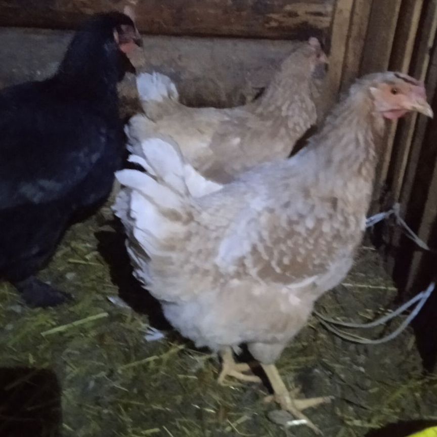 Куры и петухи