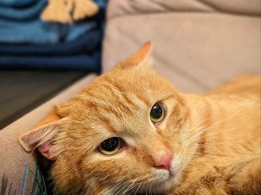 Котенок в добрые руки