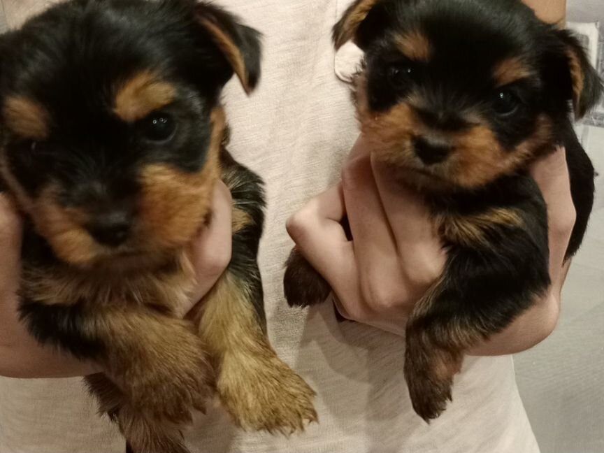 Продам Йорских щенков