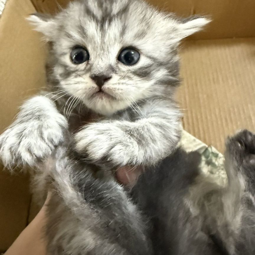 Британские котята