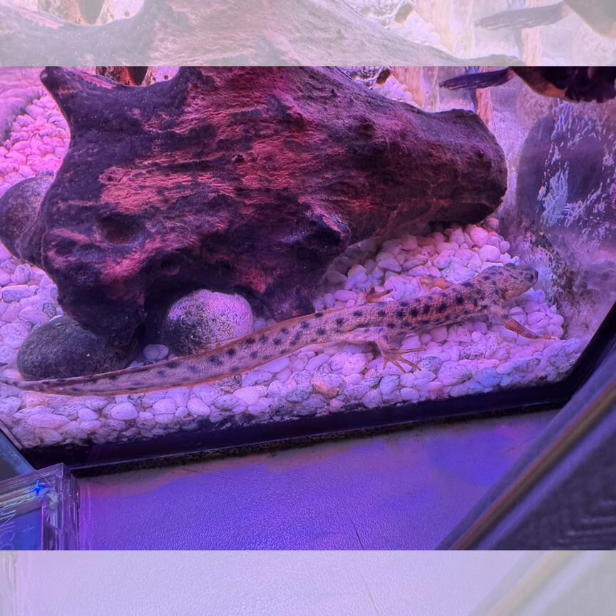 Тритон аквариумный