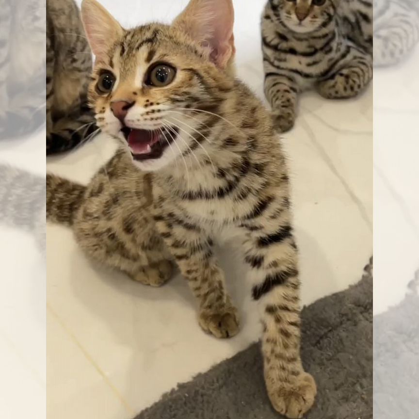 Саванна котёнок