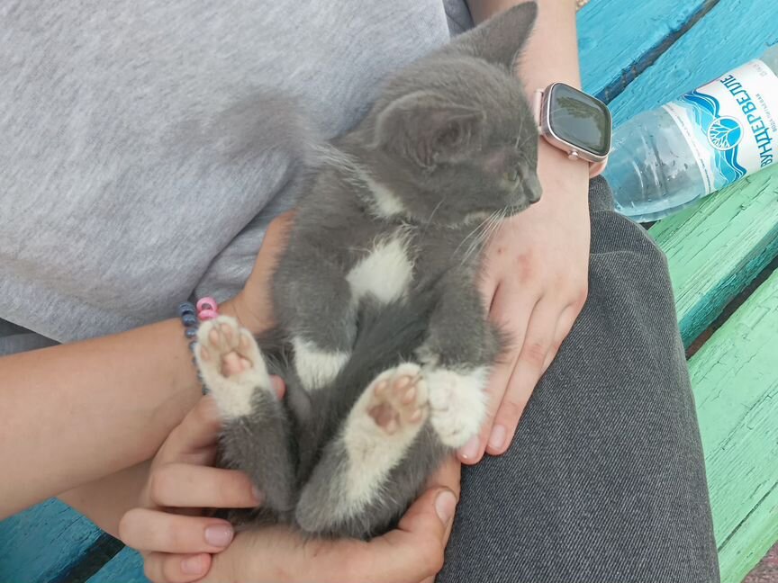 Маленький котенок,пол:кошка.породу незнаем