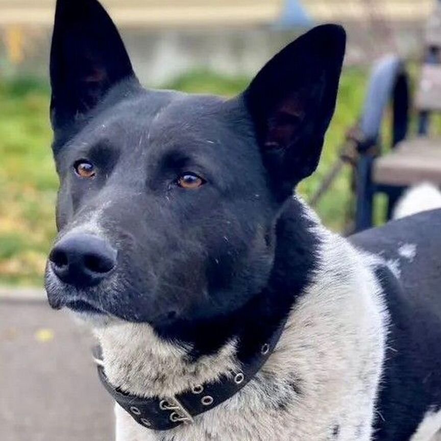 Взрослый пёс в добрые руки