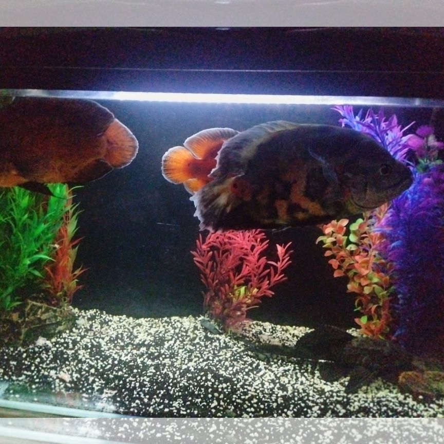 Продам астронотусов