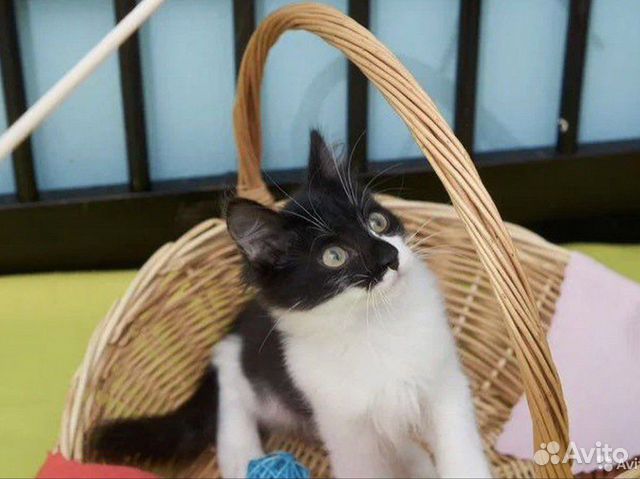 Котенок мальчик в добрые руки