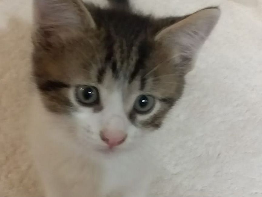 Кошка в дар