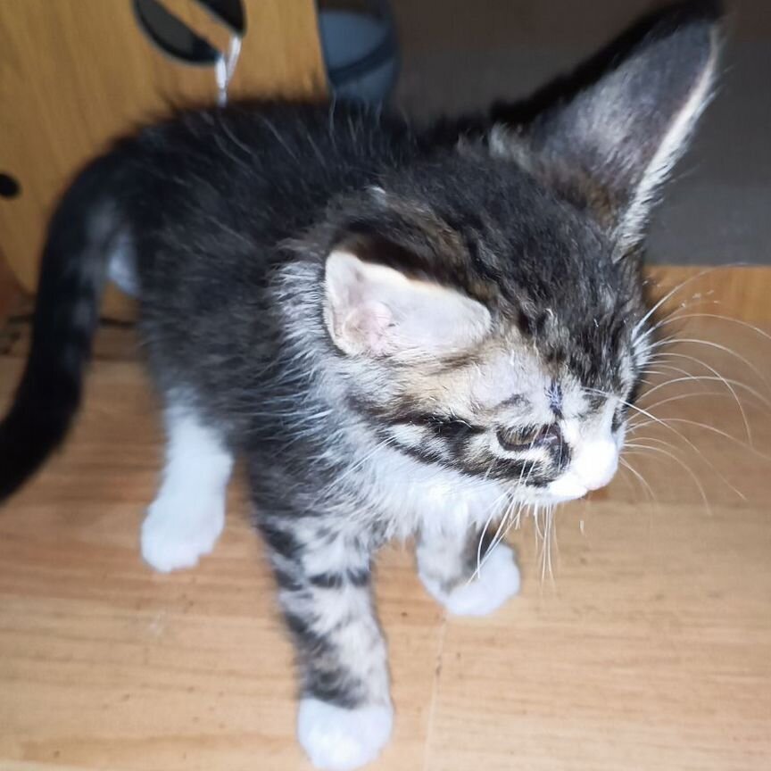 Котёнок