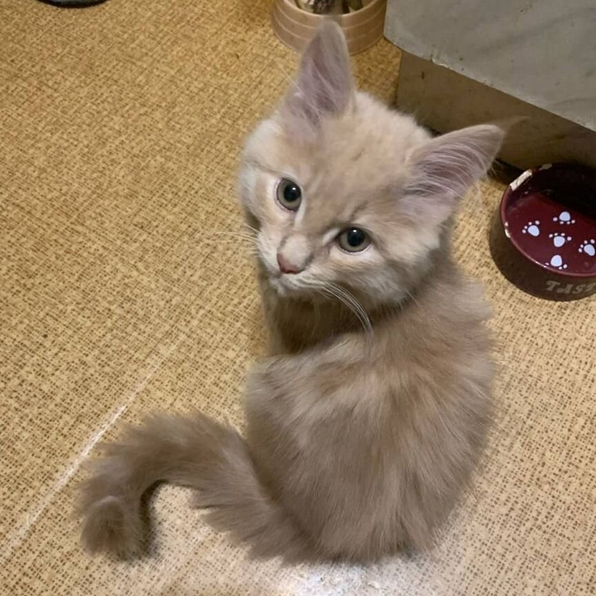 Котёнок в добрые руки