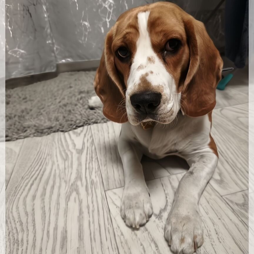 Бигль, взрослая собака