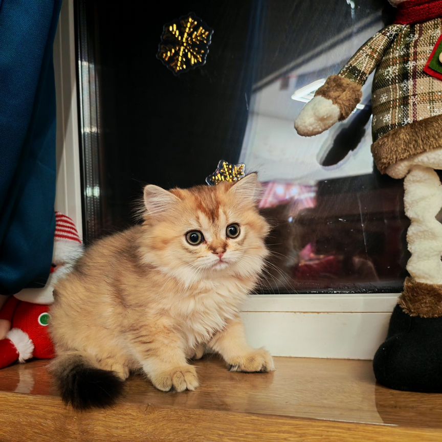 Шотландский вислоухий длинношёрстный котёнок