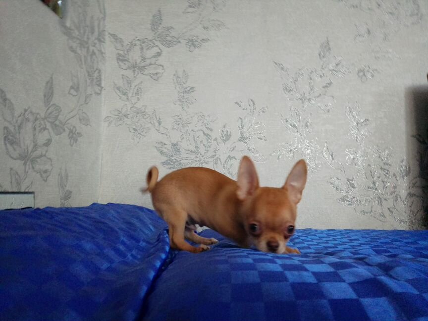 Мини щенок Чихуахуа