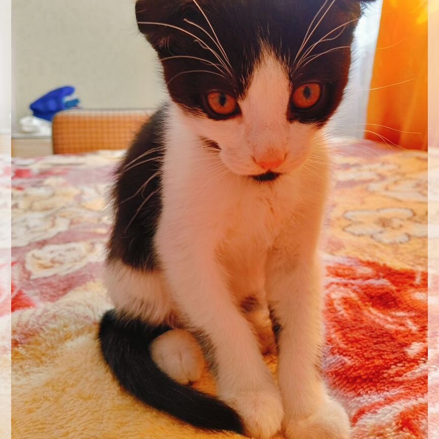 Вислоухий котенок