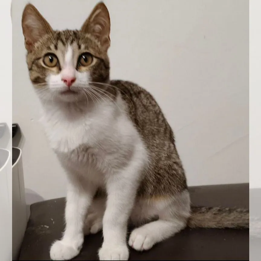 Котенок мальчик 5 мес
