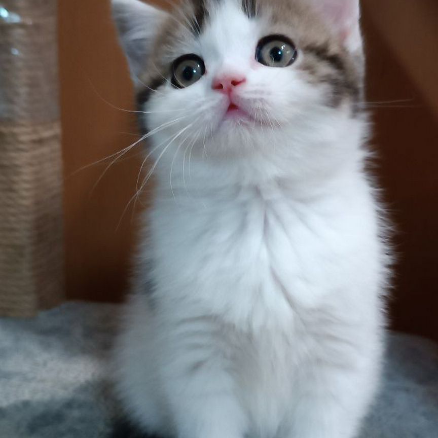 Шотландские девочки