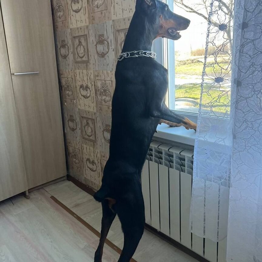 Доберман в добрые руки