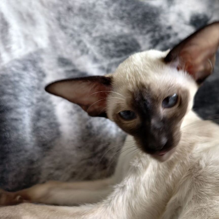 Ориентальный котёнок