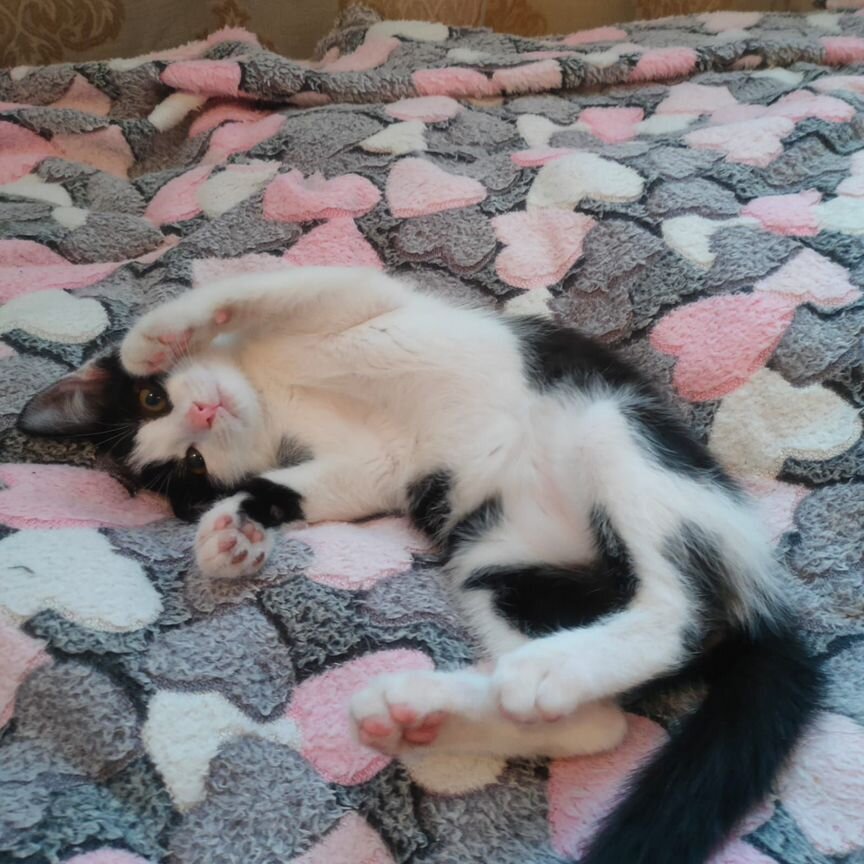 Отдам котенка (мальчик) в добрые руки